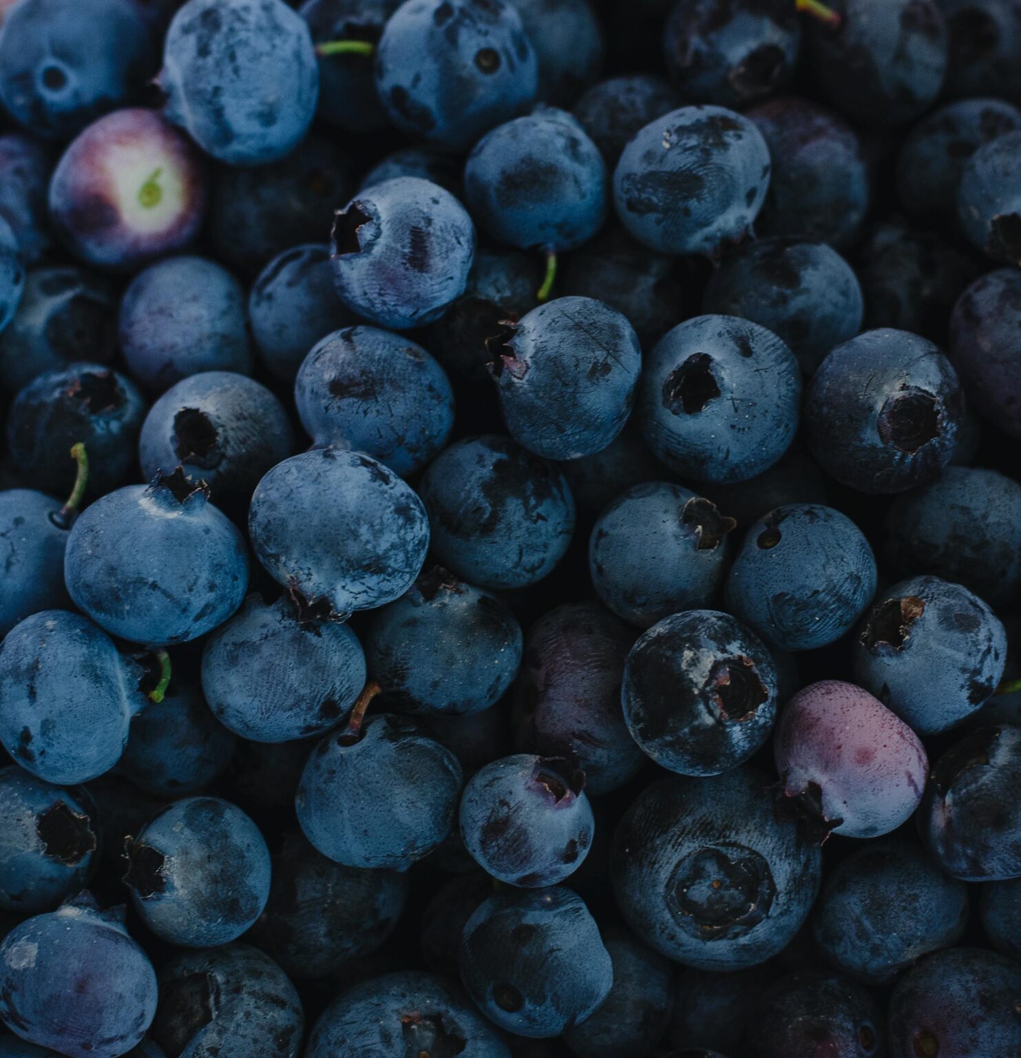 How to grow hydroponic blueberries