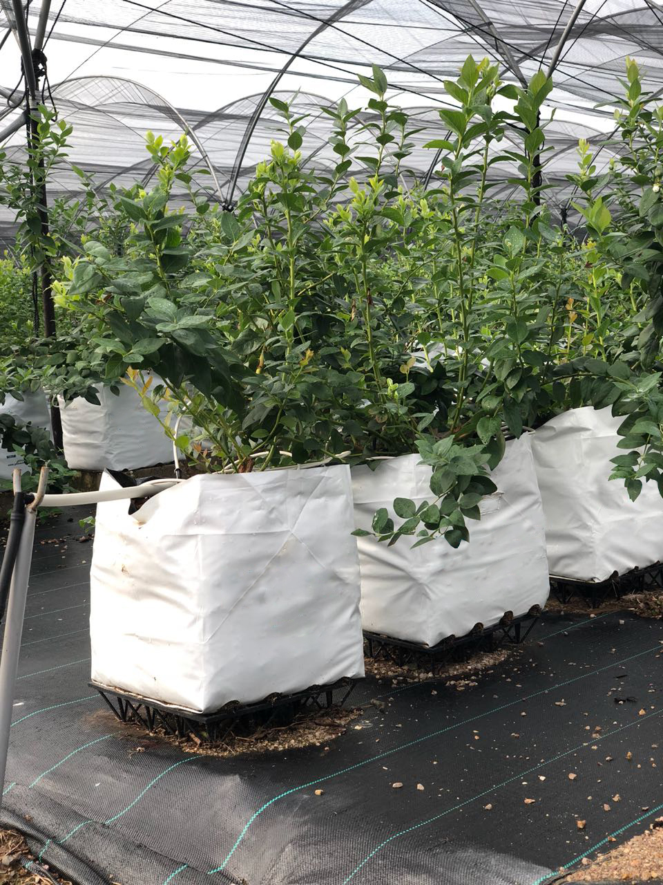 How to grow hydroponic blueberries