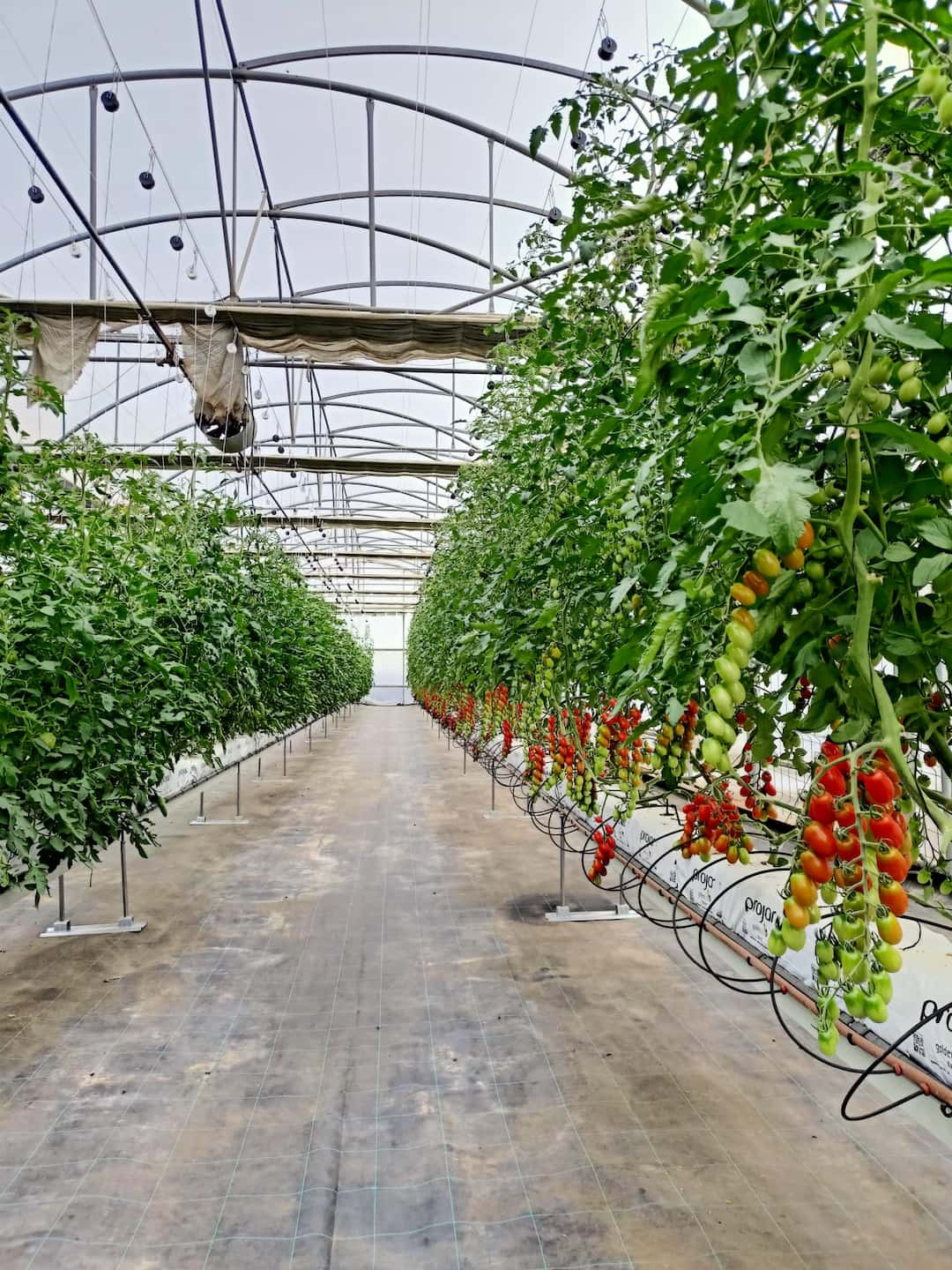 Hydroponic Tomatoes: Complete Guide to Growing in Greenhouses ...